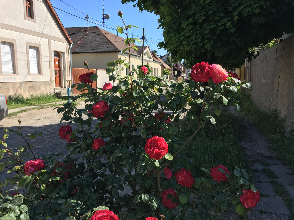 Szigetmonostor – A béke szigete | Szigetmonostor - Horány